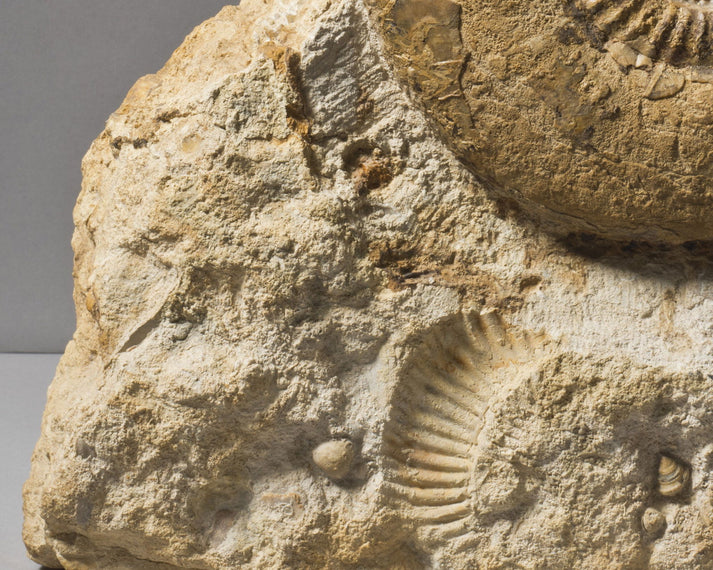 An English Ammonite – Luke Honey | Antiques, Chess, Backgammon & Games